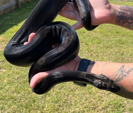 RTB IMG Super Hypo Jungle Boa Constrictor by Bankrupt Reptiles ...