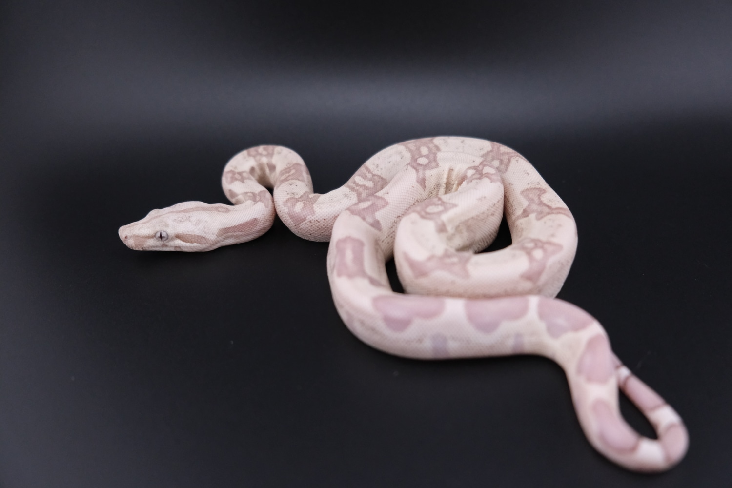 VPI Snowglow Jungle Boa Constrictor by Bannister’s Boas - MorphMarket