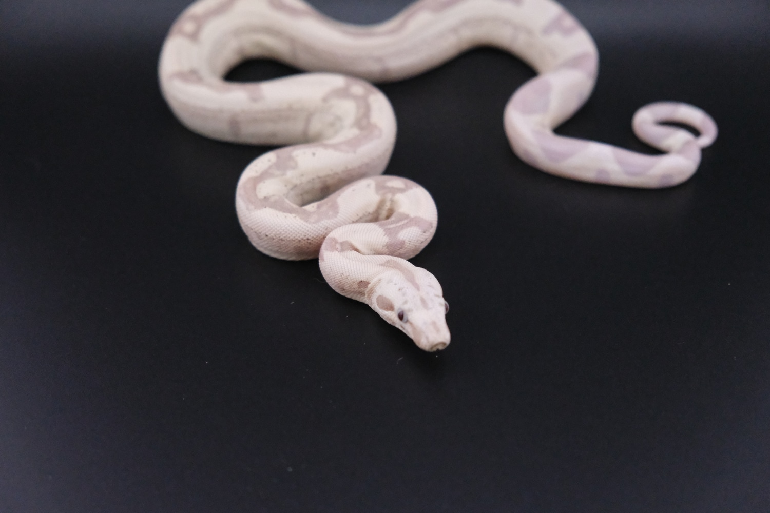 VPI Snowglow Jungle Boa Constrictor by Bannister’s Boas - MorphMarket