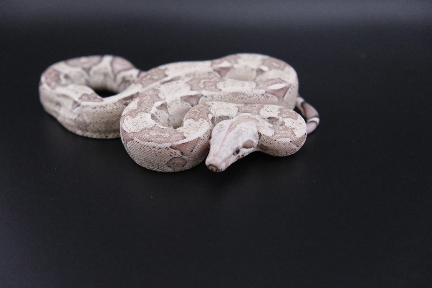 VPI Snow Boa Constrictor by Bannister’s Boas - MorphMarket