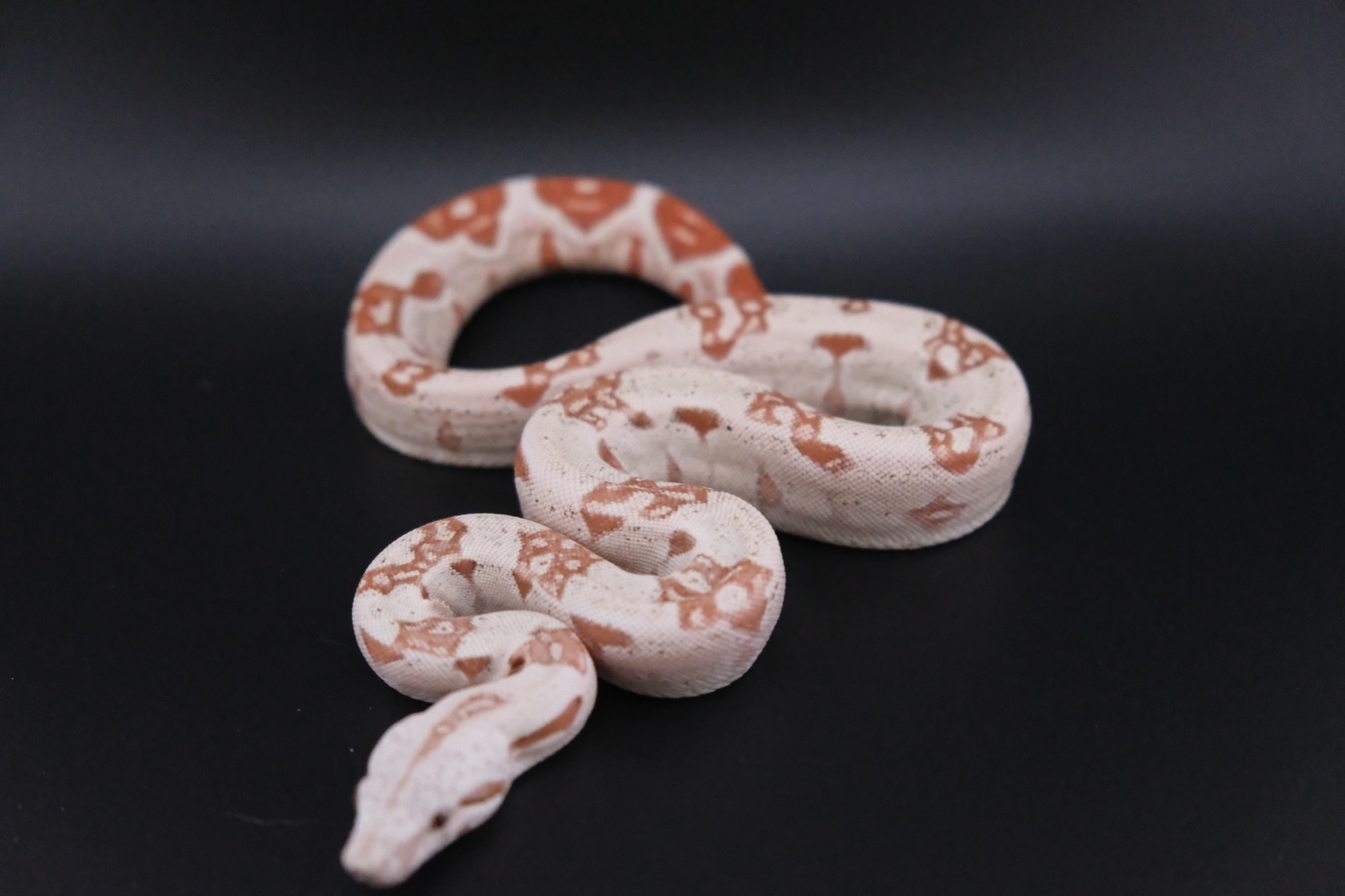 VPI Sunglow 100% Het Anery Boa Constrictor by Bannister’s Boas ...