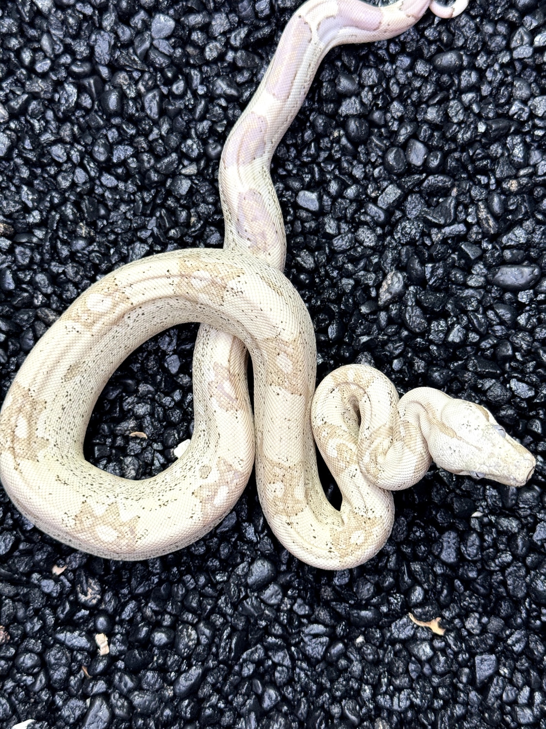 VPI Snowglow Boa Constrictor by Bannister Boas - MorphMarket