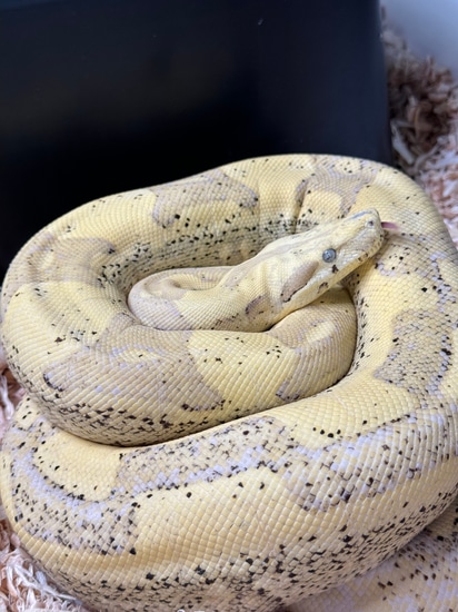 Orangasm VPI Snowglow Jungle Boa Constrictor by Bannister Boas