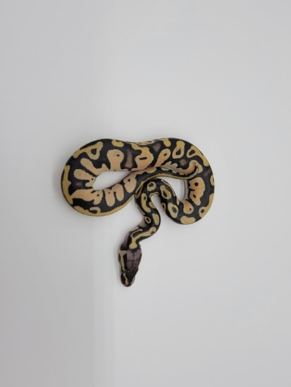 Orange Dream, Leopard, Pastel, Het Pied Ball Python by 3-b Balls
