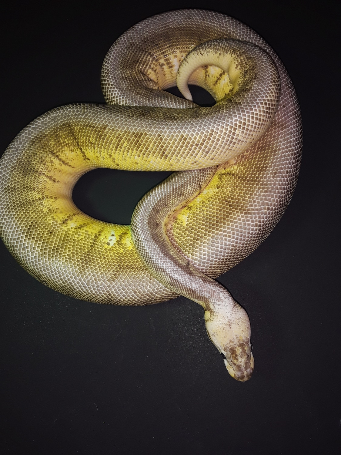 750gr Pewter Blast Ball Python by Desert Rose Reptiles and Exotics ...