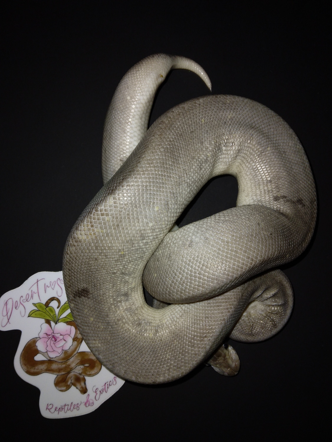Super Pewter Pos Pinstripe & Spider 325 Grams Ball Python by Desert ...