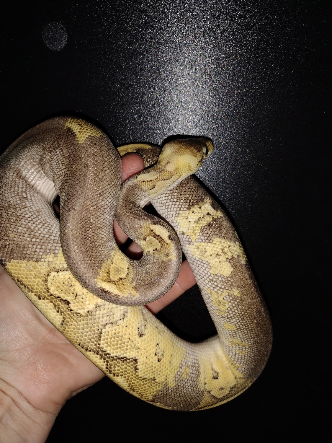 Super Pewter Paradox Pos Mojave, Pos Pinstripe Ball Python by Desert ...