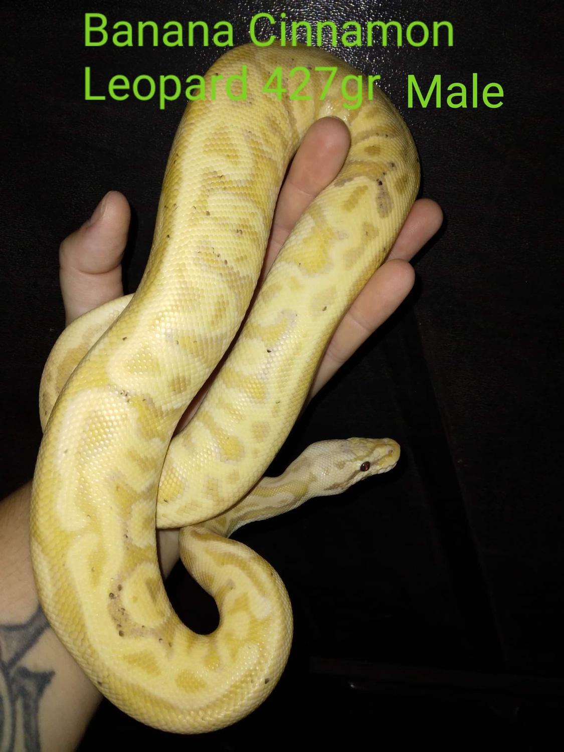Banana Cinnamon Leopard 500 Gr Ball Python by Desert Rose Reptiles and ...