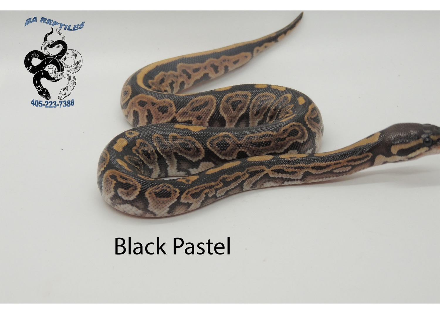 Black Pastel Ball Python by BA Reptiles - MorphMarket