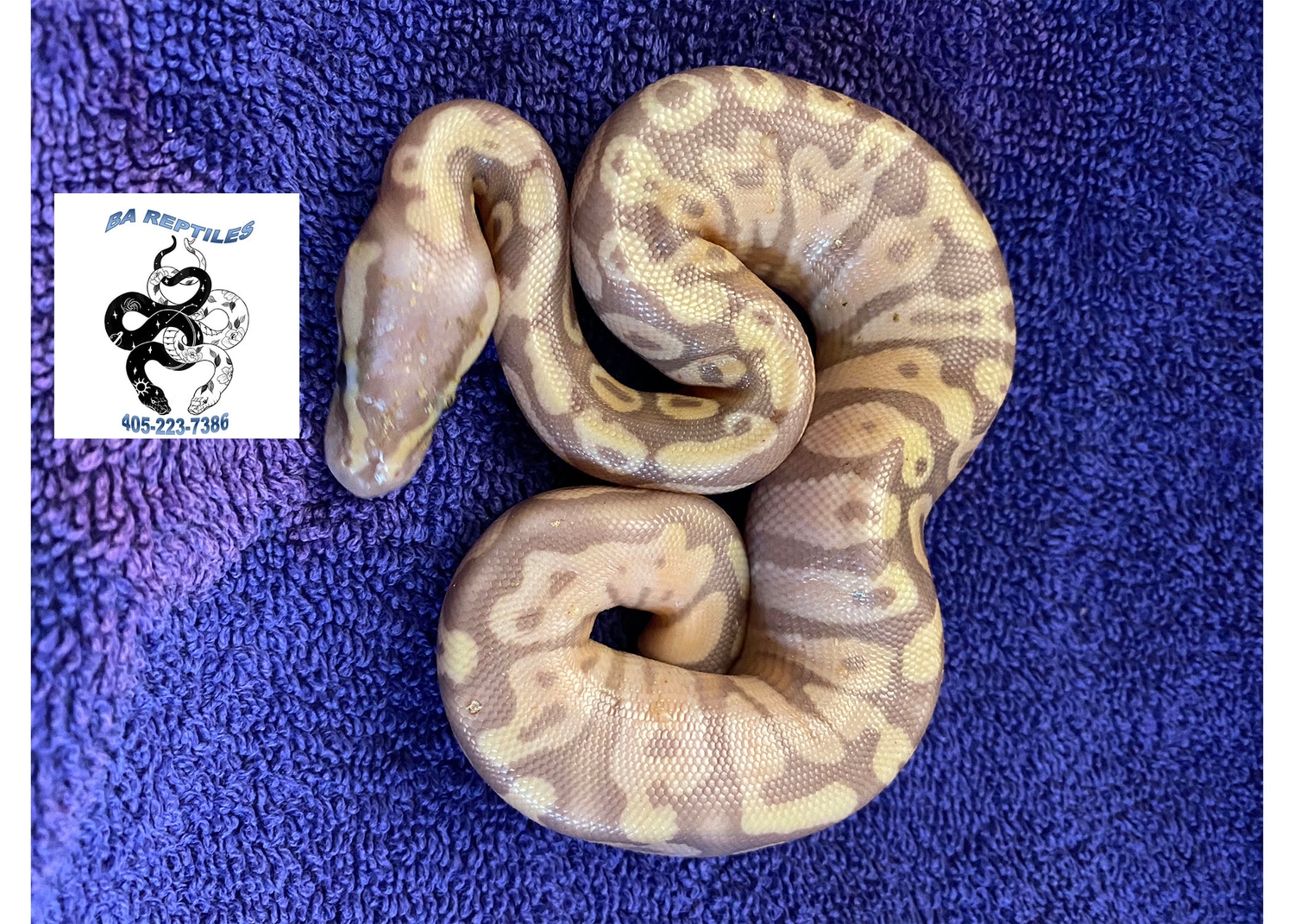 Banana Pastel Ball Python by BA Reptiles - MorphMarket