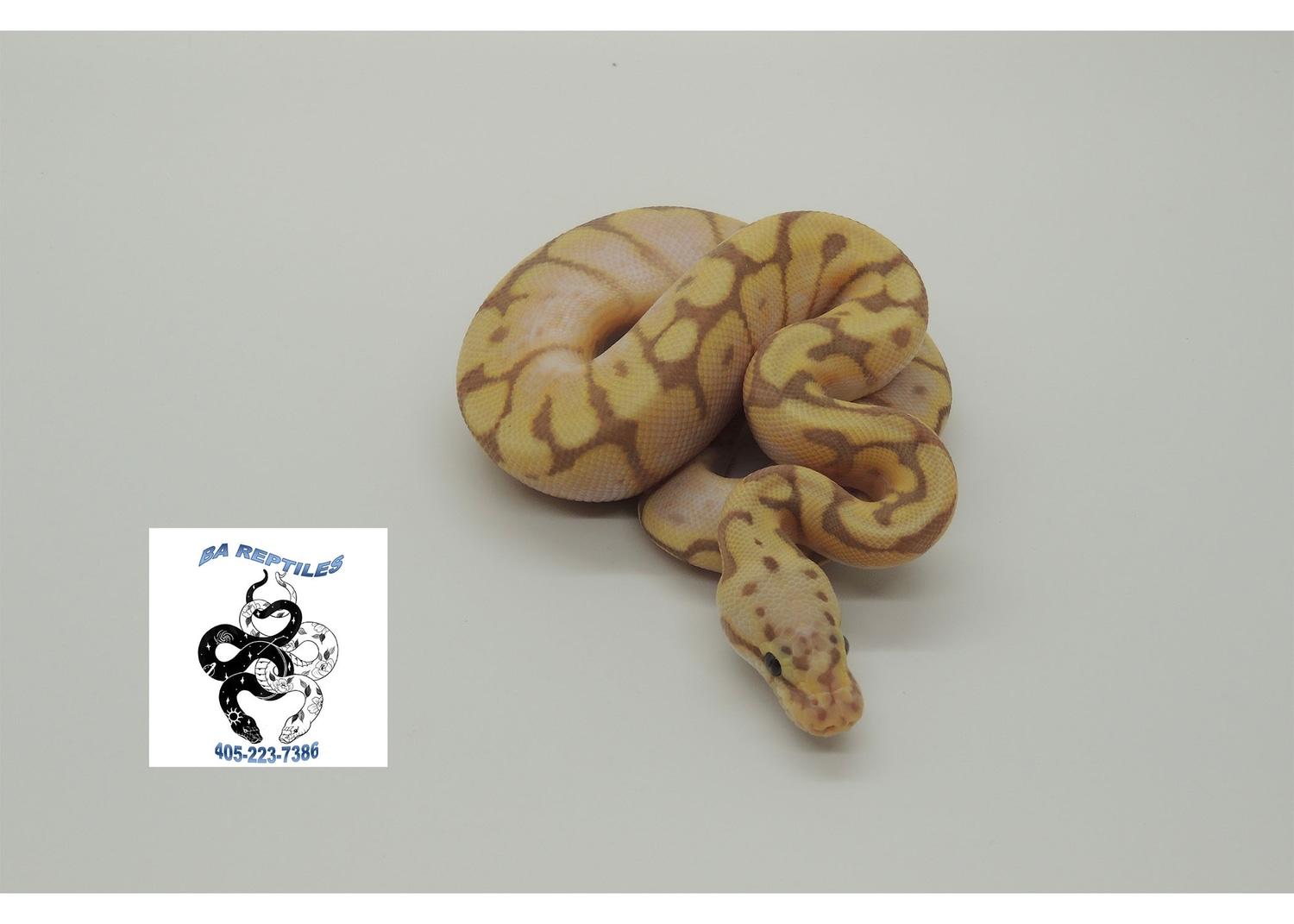 Banana Bumblebee Ball Python by BA Reptiles - MorphMarket