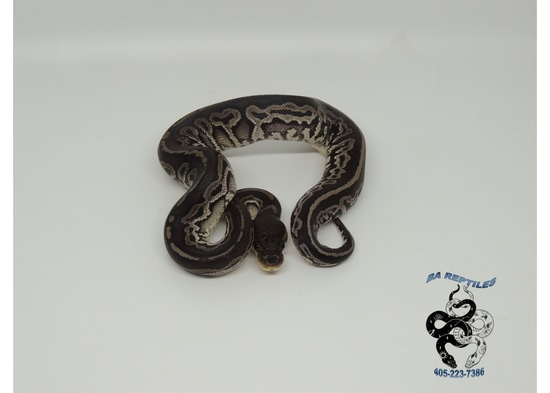Onyx Ball Python by BA Reptiles