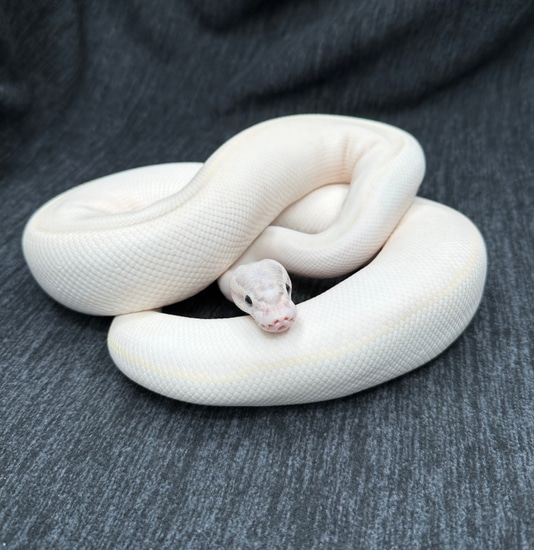 Ivory Ball Python by Arctic Morphs