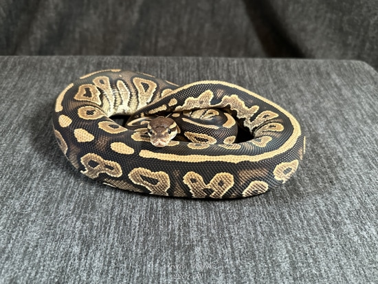 "Free Shipping" Black Pastel Het Pied 50% Het Clown. Ball Python by ...