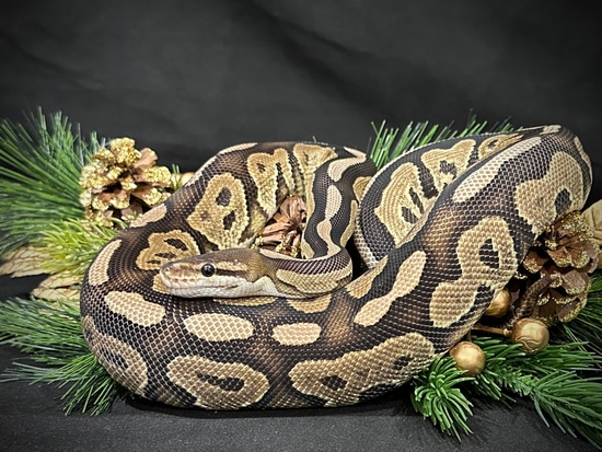 Cinnamon Specter 100% Het Desert Ghost 50% Het Cryptic Ball Python by ...