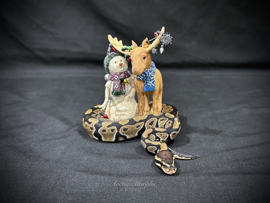 Het Desert Ghost 50% Het Cryptic Ball Python by Arctic Morphs