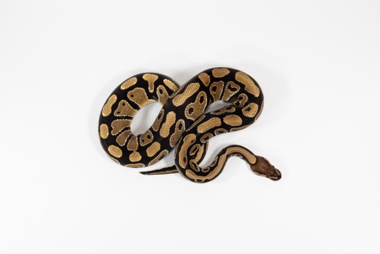 Specter Het Desert Ghost 50% Het Cryptic Ball Python by Arctic Morphs