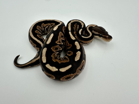 Black Pastel Specter Het Desert Ghost 50% Het Cryptic Ball Python by ...