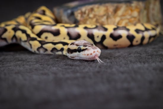 Super Pastel Specter Triple Het Axanthic (TSK), Clown, & Desert Ghost ...