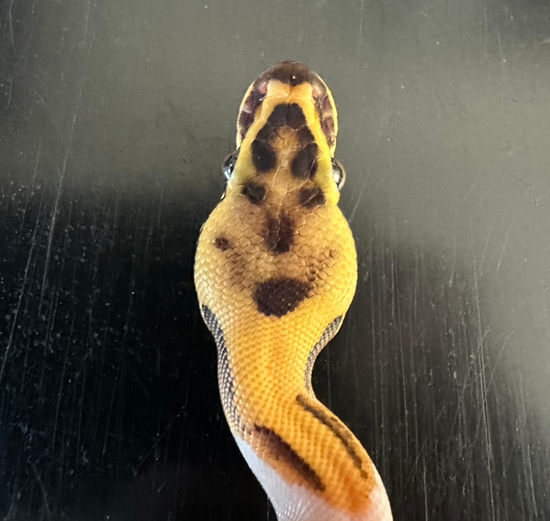 “Joker” Leopard Enchi OD YB Pied Het Clown Ball Python by Arctic Morphs