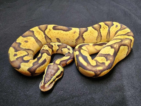 Pastel Enchi Vanilla Yellow Belly Het Piebald Ball Python by Barbarian ...