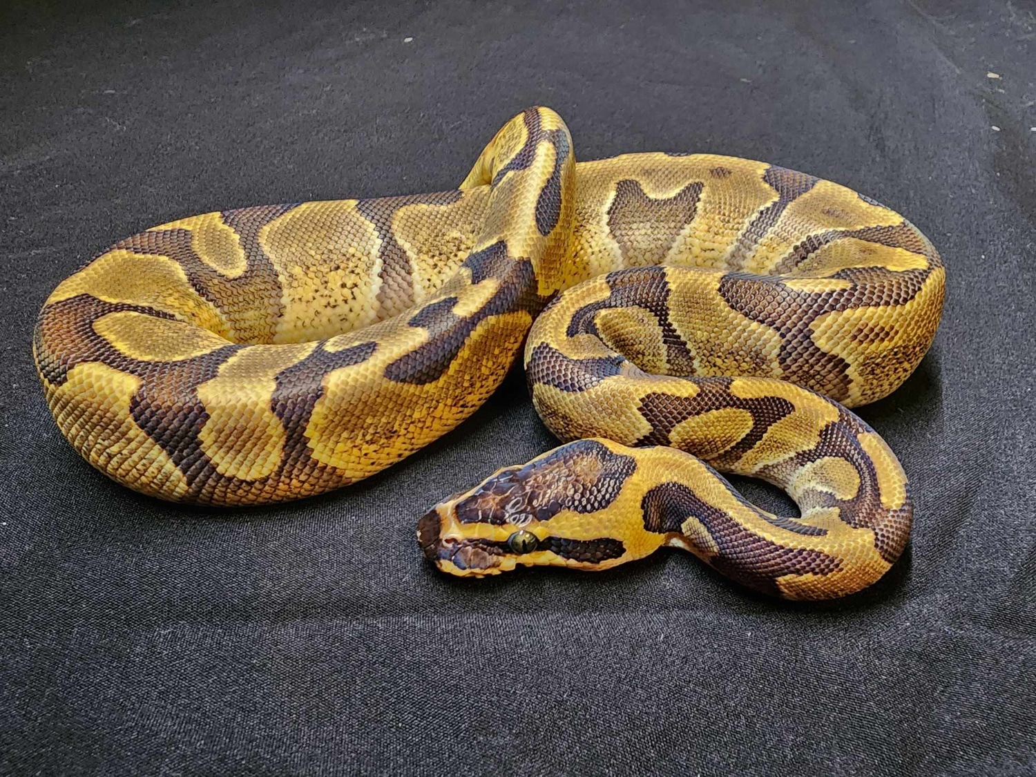 Enchi Vanilla Het Piebald Ball Python by Barbarian Creations of ...