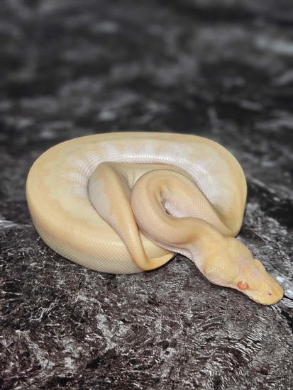 Albino Lesser Spider Ball Python by Barbarian Creations of Wisconsin
