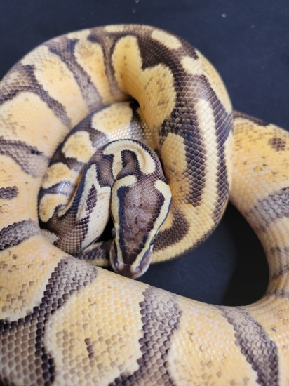 Vanilla Enchi Yellow Belly Pastel Het Piebald Ball Python by Barbarian ...
