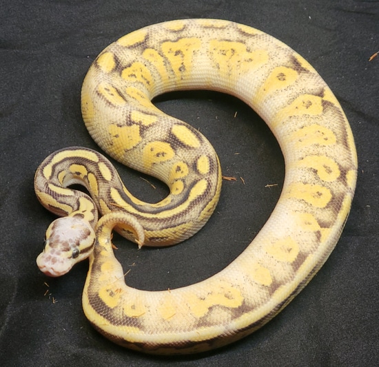 Superfly Bongo Het Clown Ball Python by Barbarian Creations of Wisconsin