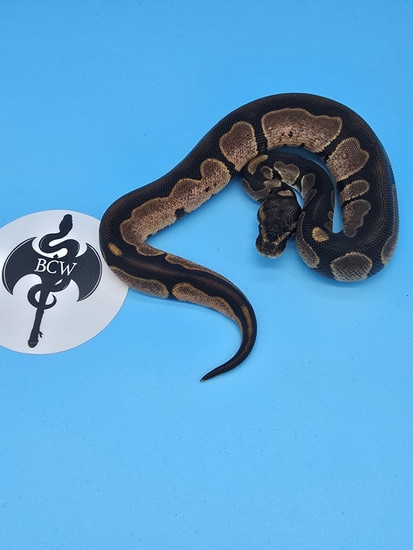 Calico Het Desert Ghost Het Hypo Ball Python by Barbarian Creations of ...