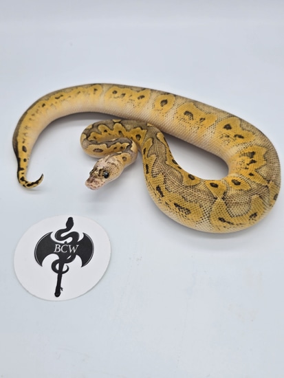 Bongo Killer Clown F2 Ball Python by Barbarian Creations of Wisconsin