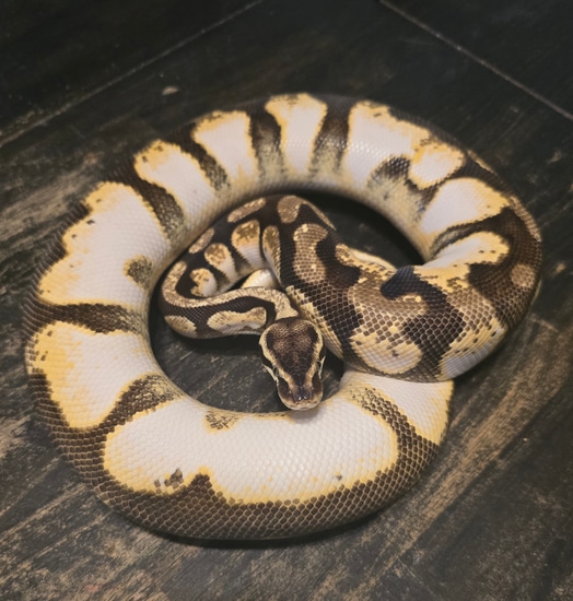RTB Citrus Pastel Calico Enchi Ball Python by Barbarian Creations of ...