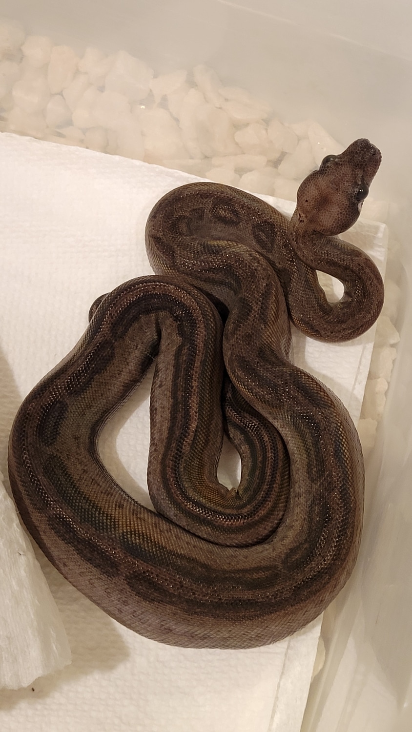 Eclipse - Price Includes Shipping Boa Constrictor by Curvy Constrictors ...