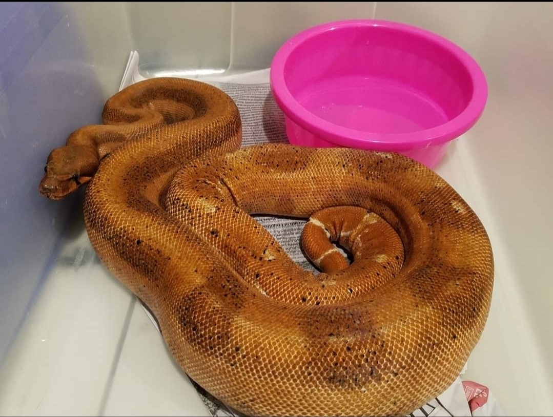 Hypo Leopard Boa Constrictor by Curvy Constrictors - MorphMarket