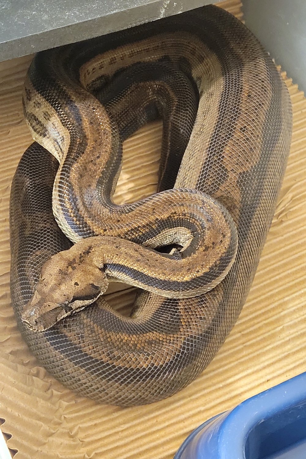 Curvy Constrictors's Collection - MorphMarket