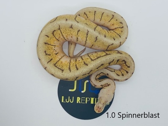Spinnerblast Ball Python by LJJ Reptiles