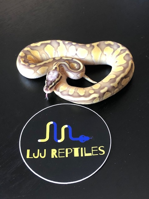 Super Pastel Lesser Enchi Ball Python by LJJ Reptiles - MorphMarket
