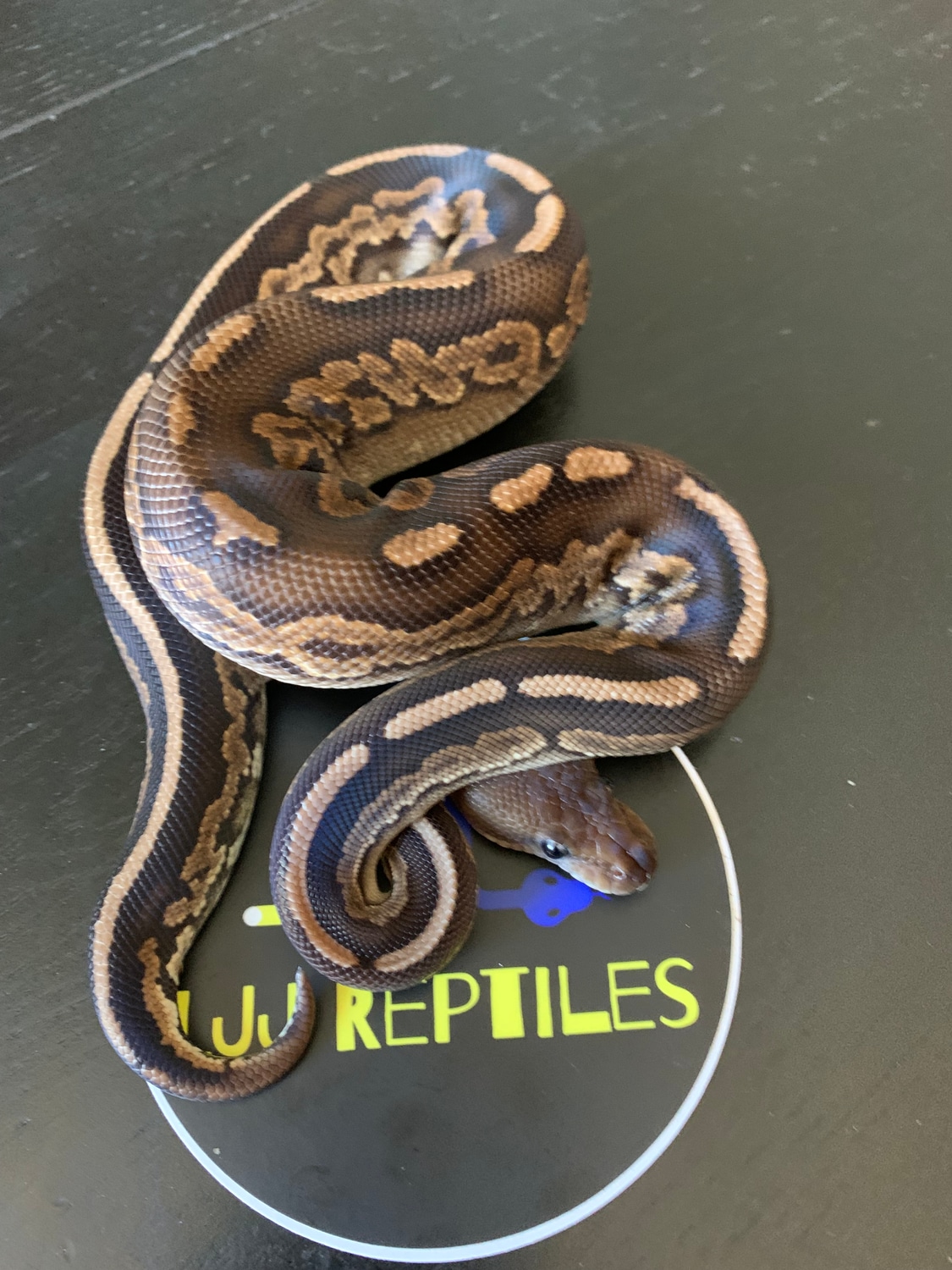 Cinnamon Mahogany Ball Python by LJJ Reptiles - MorphMarket