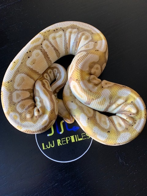 Pastel Banana Het Clown Ball Python by LJJ Reptiles - MorphMarket