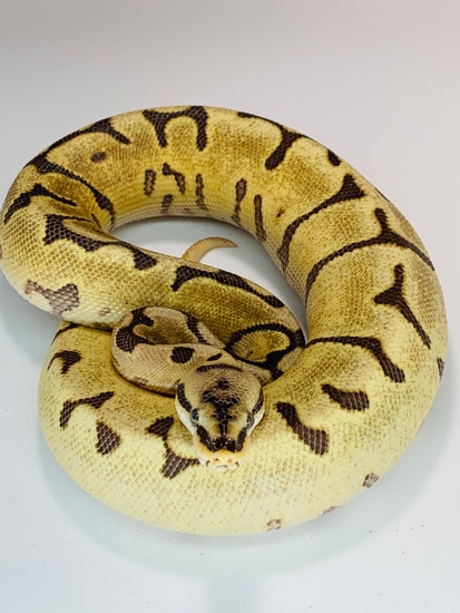 Enchi Leopard Orange Dream Spider Ball Python by LJJ Reptiles