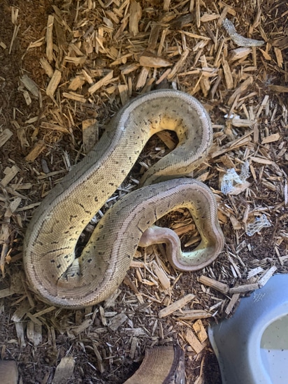 Pewter Pinstripe Ball Python by Cannon's Captivating Creatures