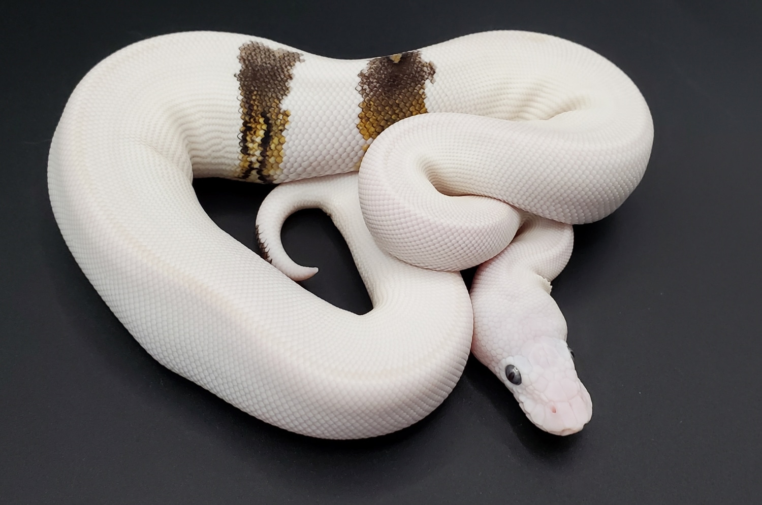 Butter Mojave Pos Spotnose Ball Python by Paranormal Pythons - MorphMarket