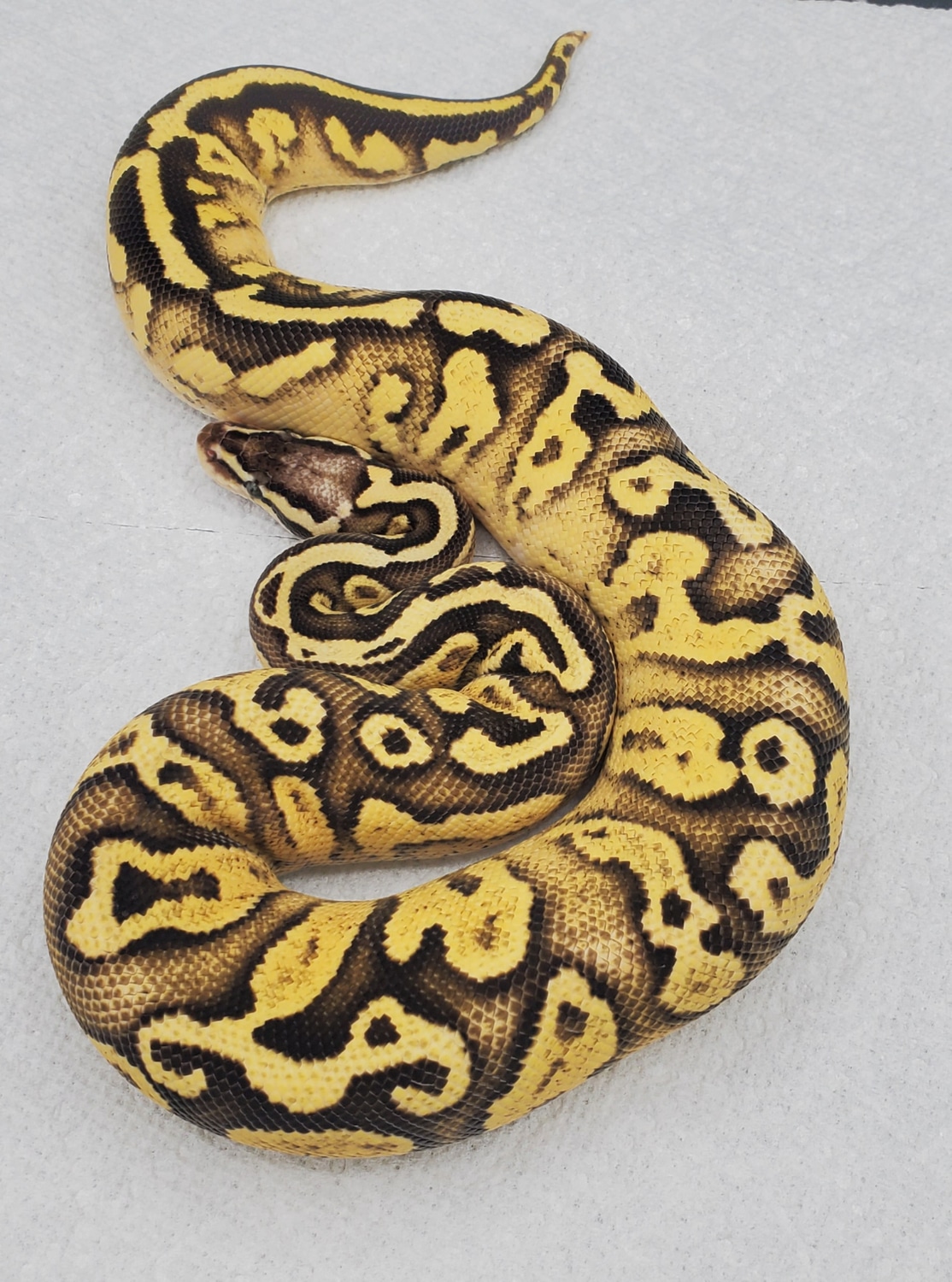 Firefly Yellow Belly Ball Python by Paranormal Pythons - MorphMarket