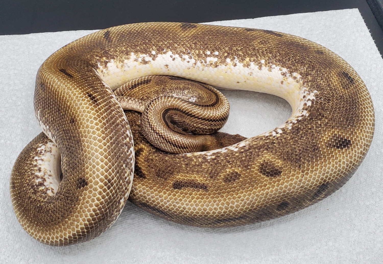 Spider Genetic Stripe Ball Python by Paranormal Pythons - MorphMarket