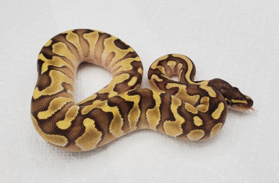 Butter Fire Ball Python by Paranormal Pythons