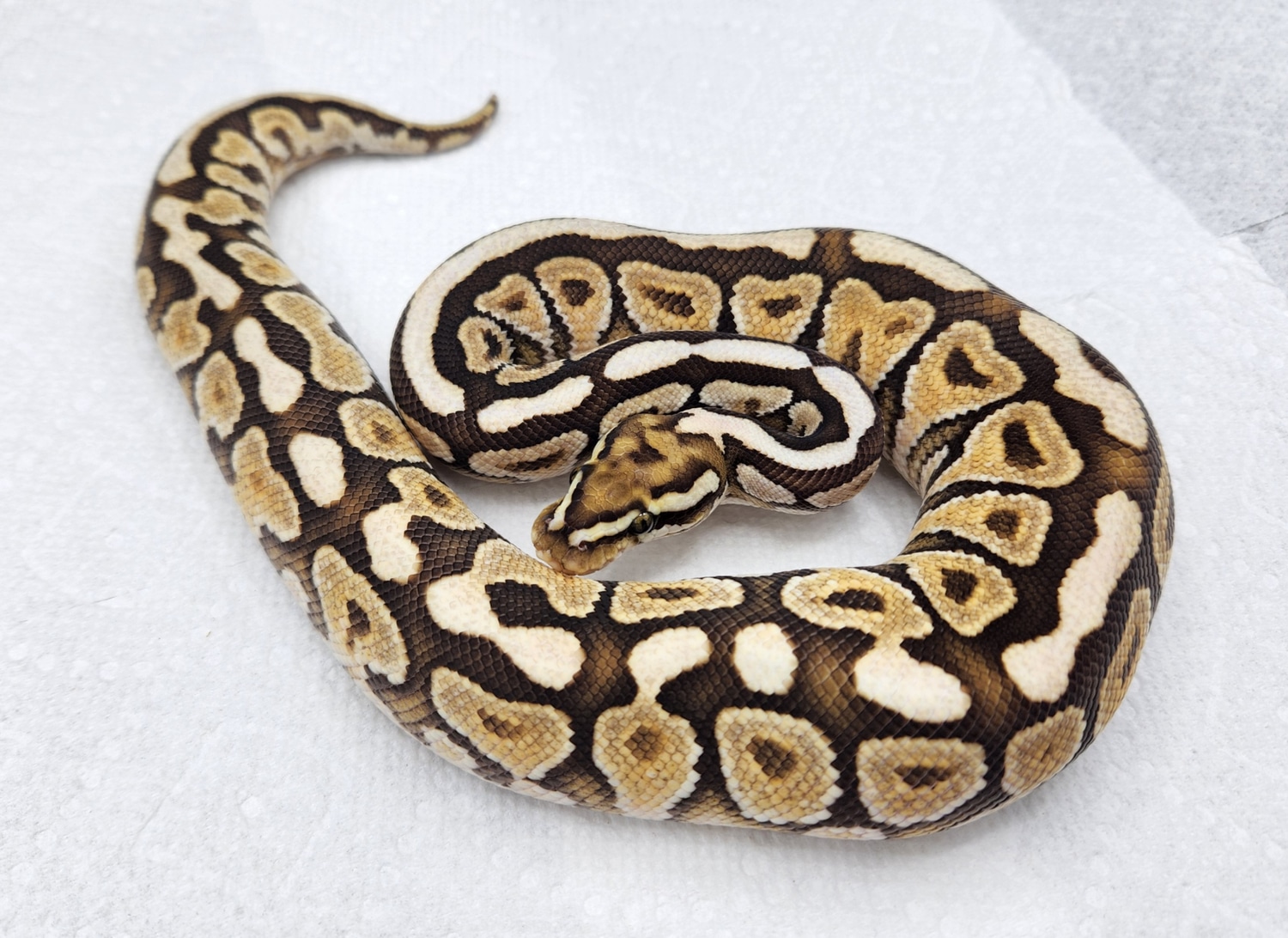 Butter Spotnose Het Ghost Ball Python by Allison Hyde - MorphMarket