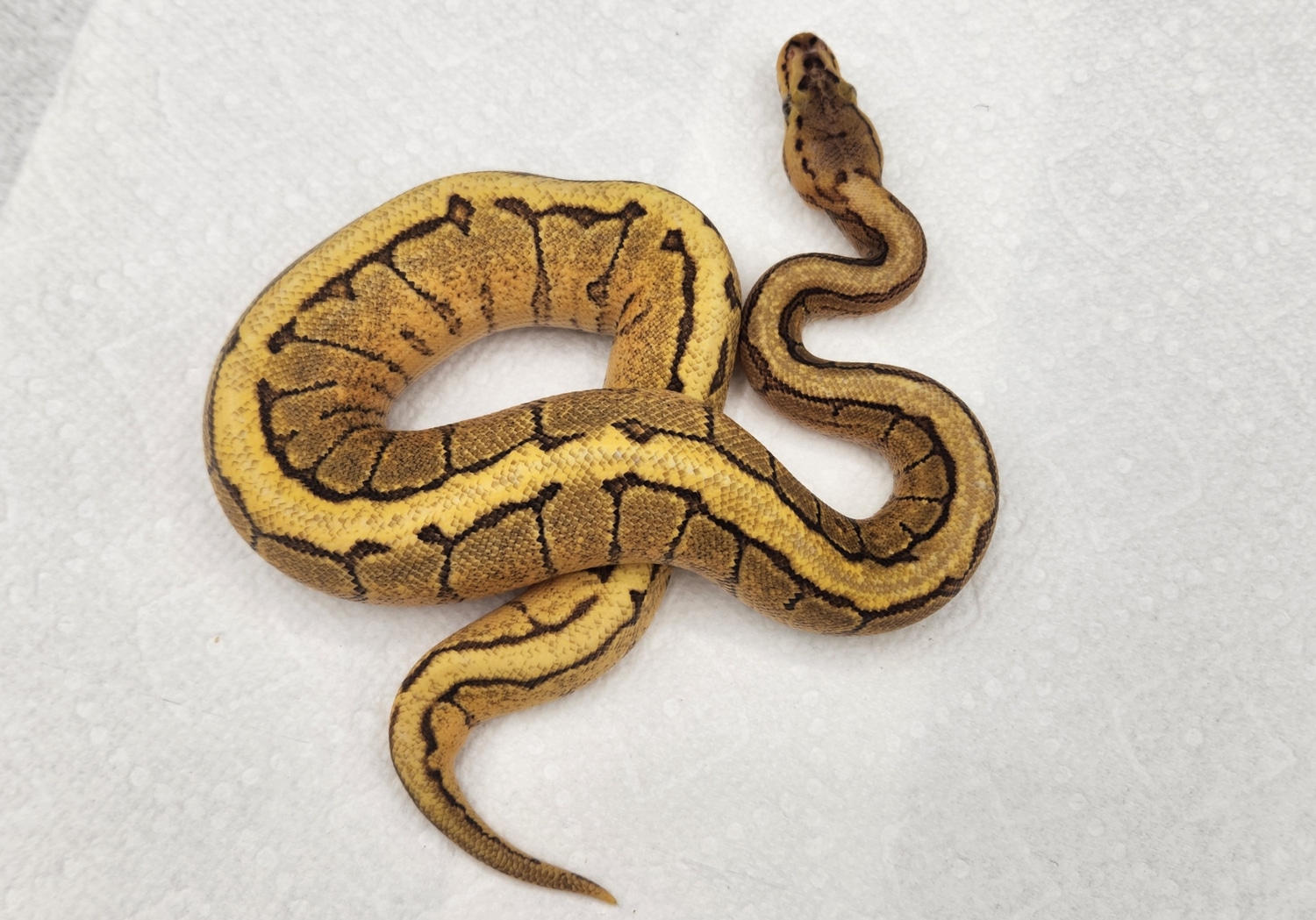 Enchi Pinstripe Spotnose Ball Python by Allison Hyde - MorphMarket