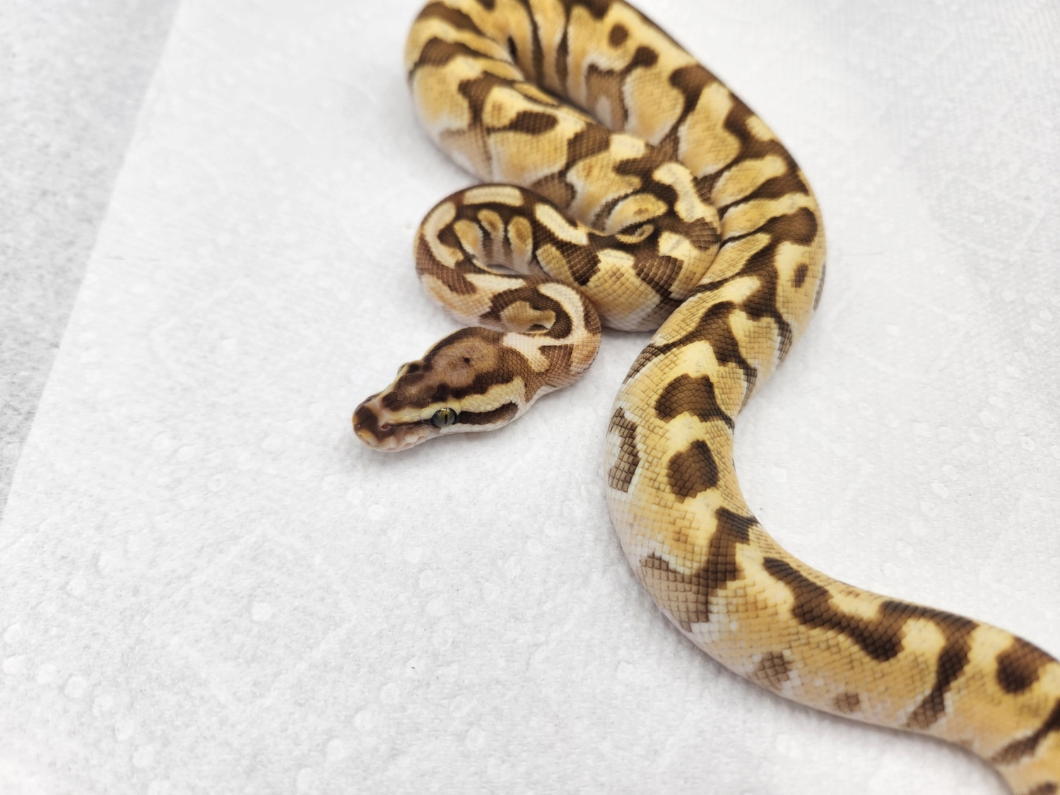 Spotnose Enchi Butter Ball Python by Allison Hyde - MorphMarket