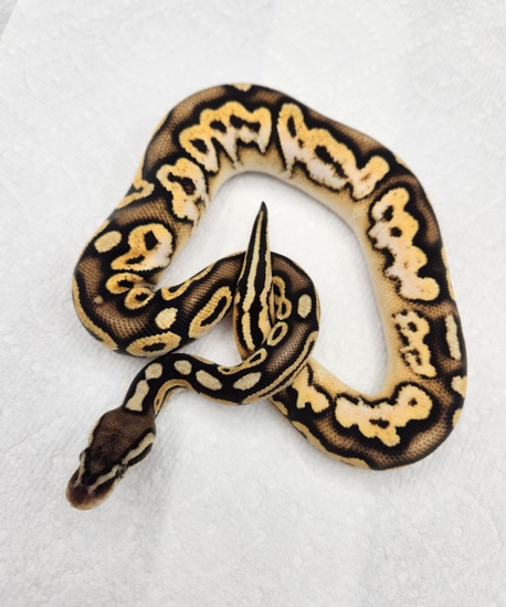 Calico Firefly Ball Python by Paranormal Pythons