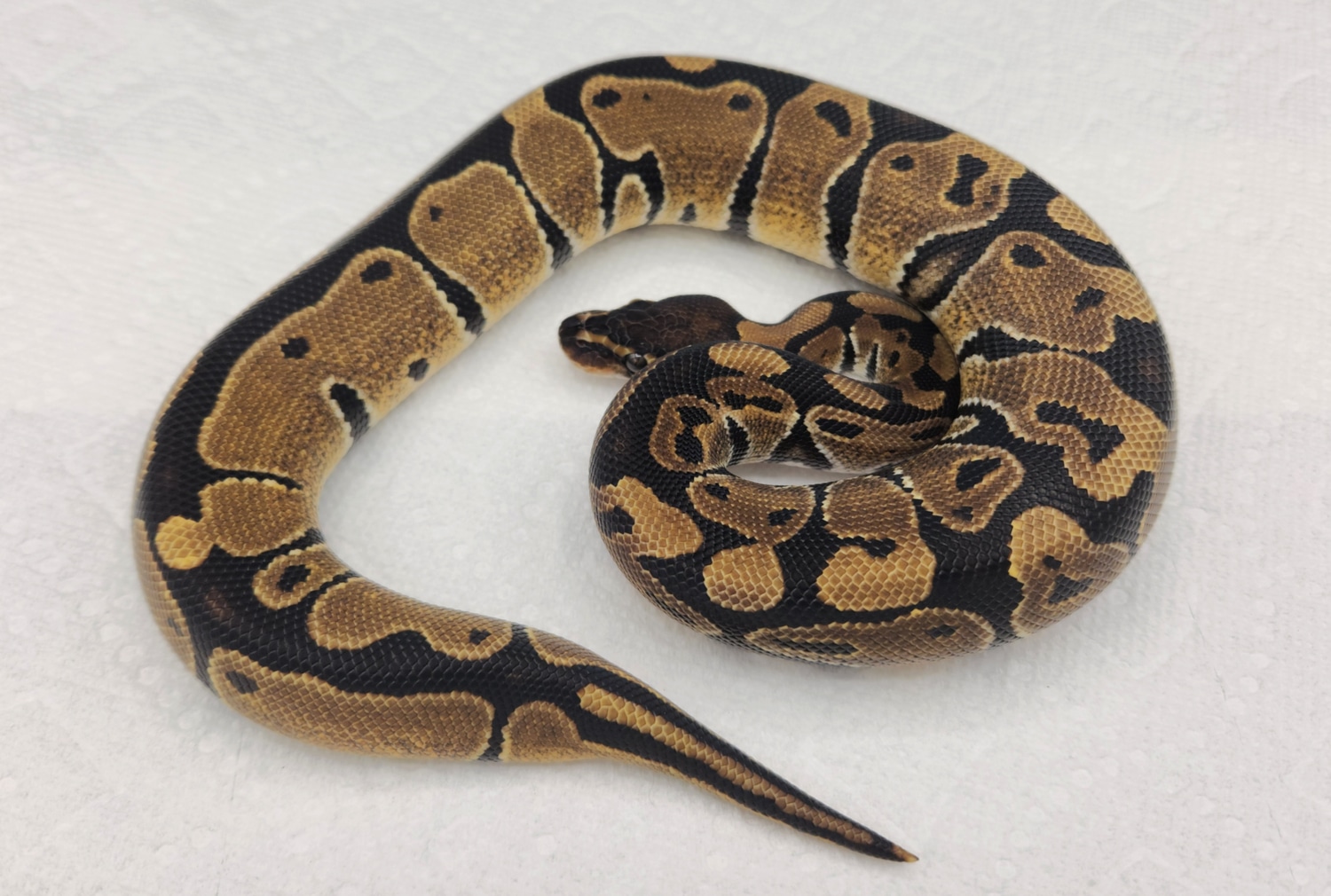 Normal Ball Python by Paranormal Pythons - MorphMarket